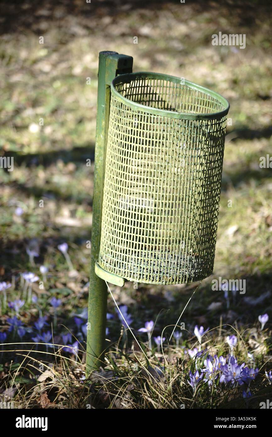 A close-up of a rubbish bin in front of crocus flowers in the meadow ...
