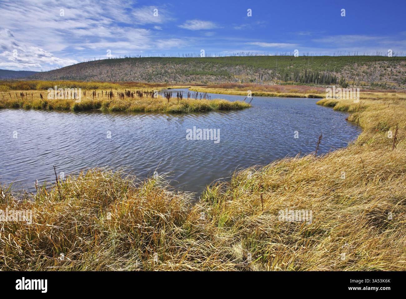 Plain, superficial stream and yellow autumn grass in park Yellowstone ...