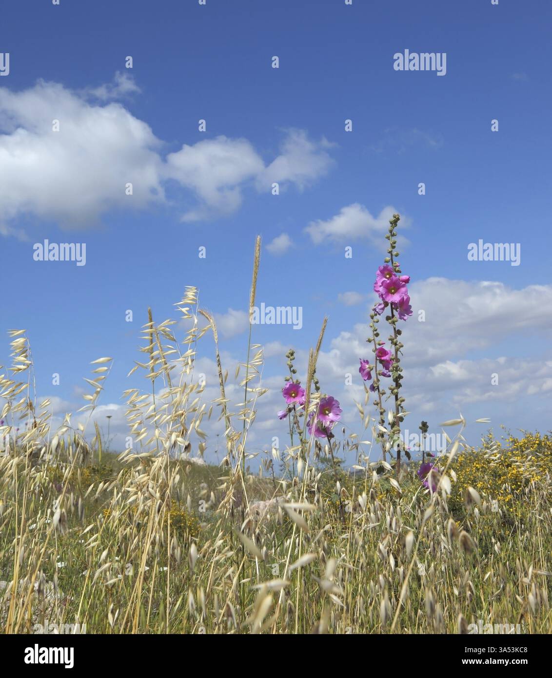 Spring in the desert. Latest gentle pink flowers and dried grass Stock ...