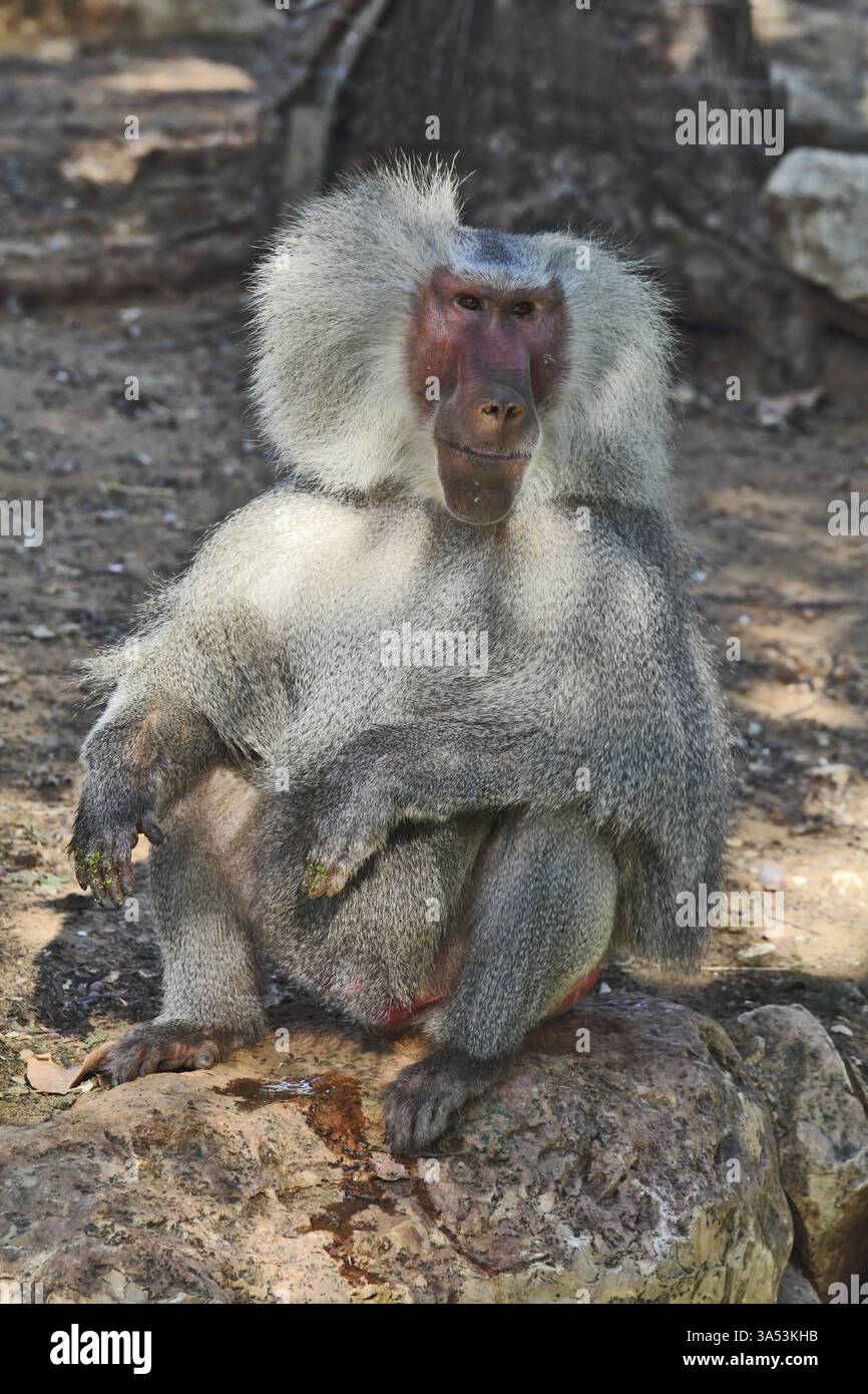 Huge modern safari- zoo in Tel Aviv. The silvery baboon tenderly smiles to spectators Stock ...