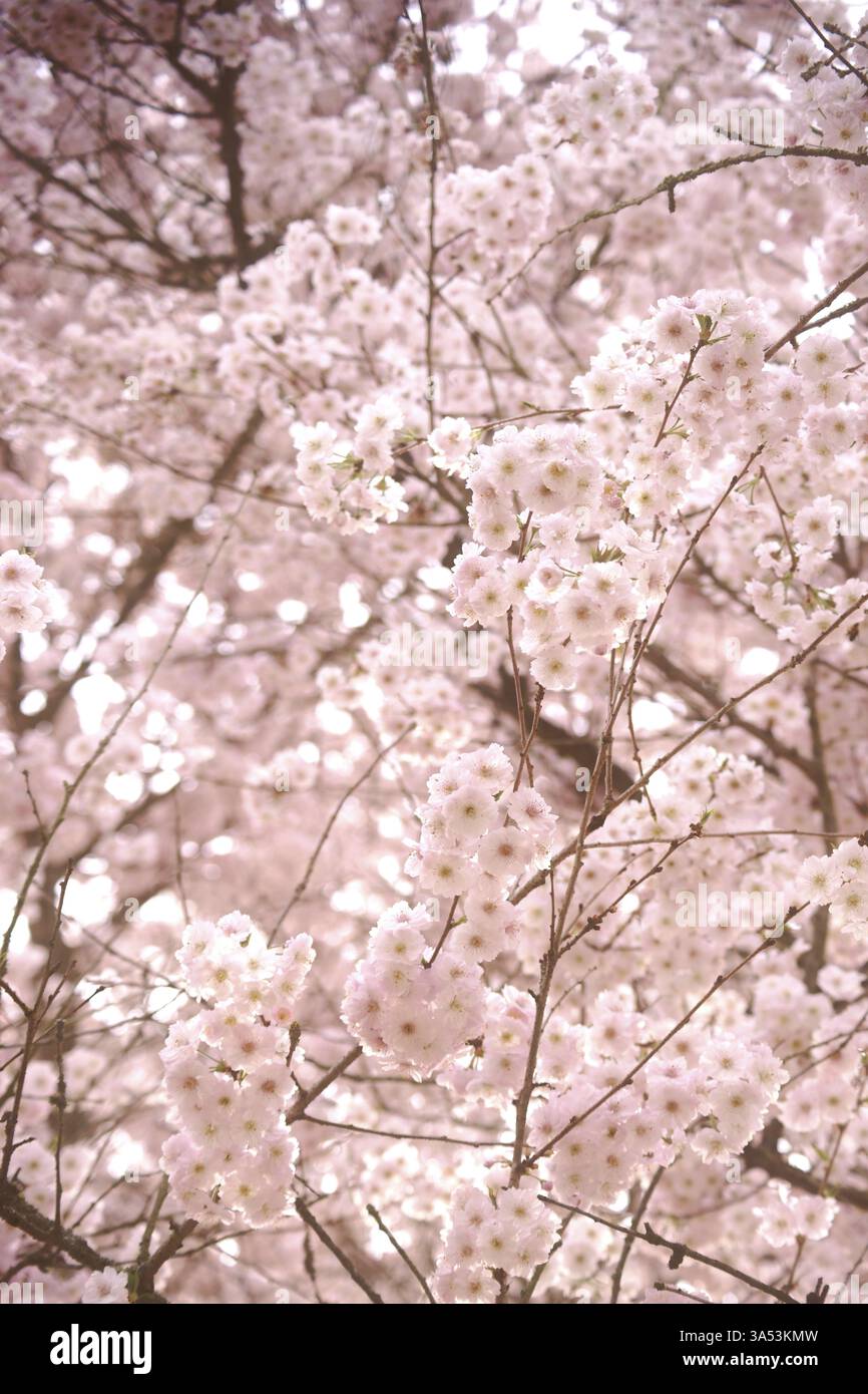 The soft pink flowers of the Higan cherry, Prunus subhirtella, in ...