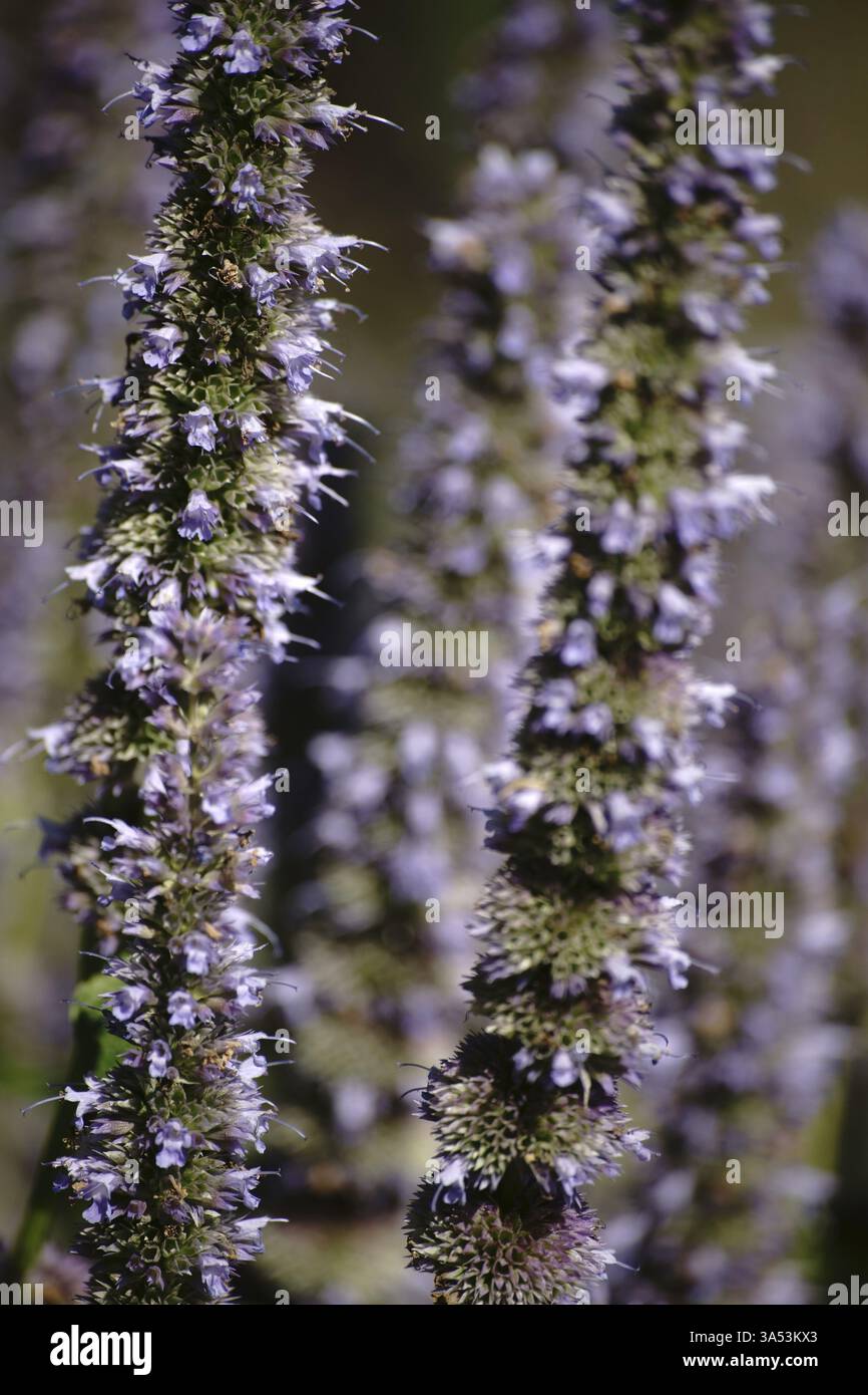 A close-up of the shrubs and flowers of a wild blue nettle Stock Photo ...