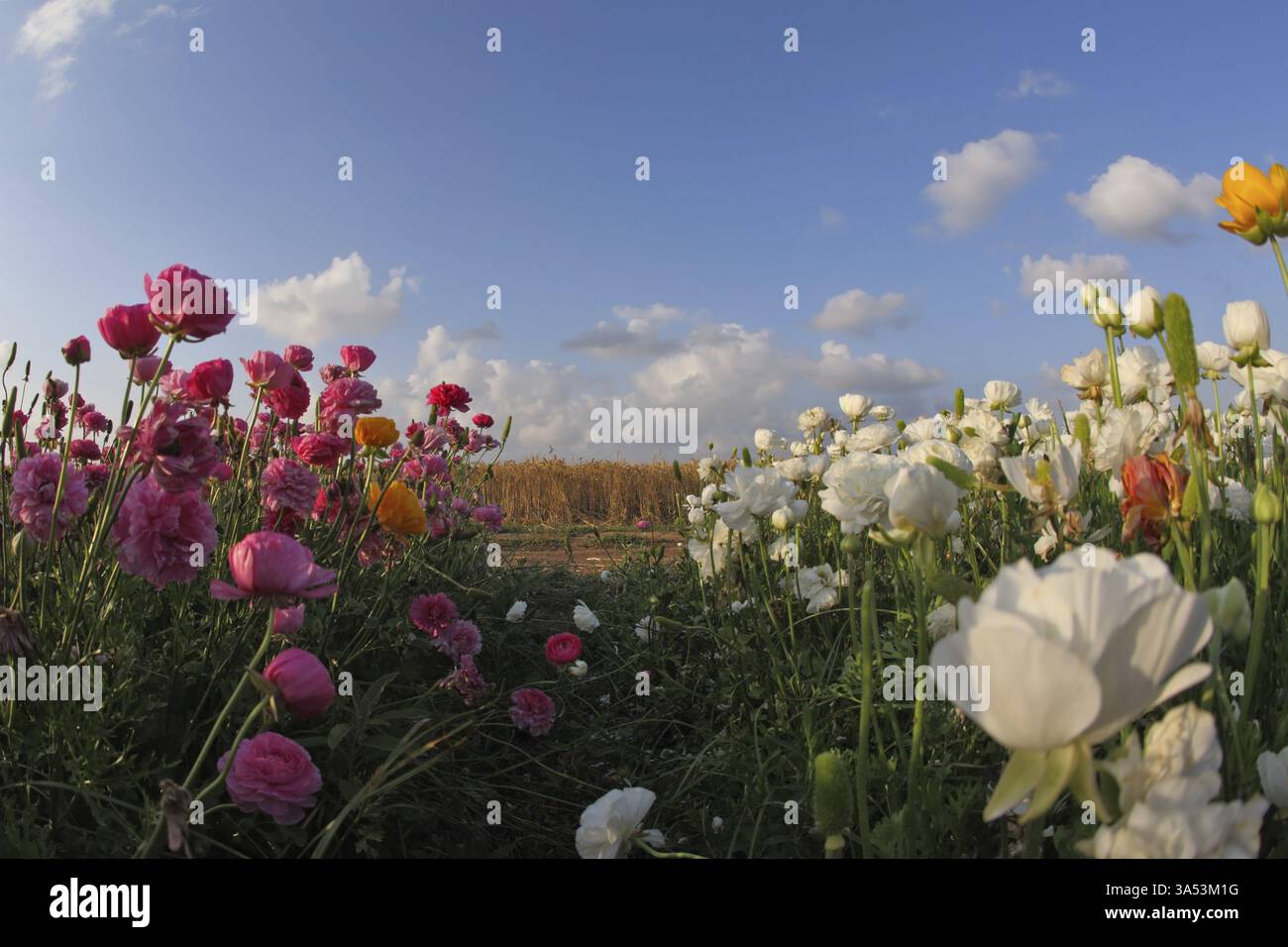 Meadow of the blossoming pink, yellow and white buttercups ...