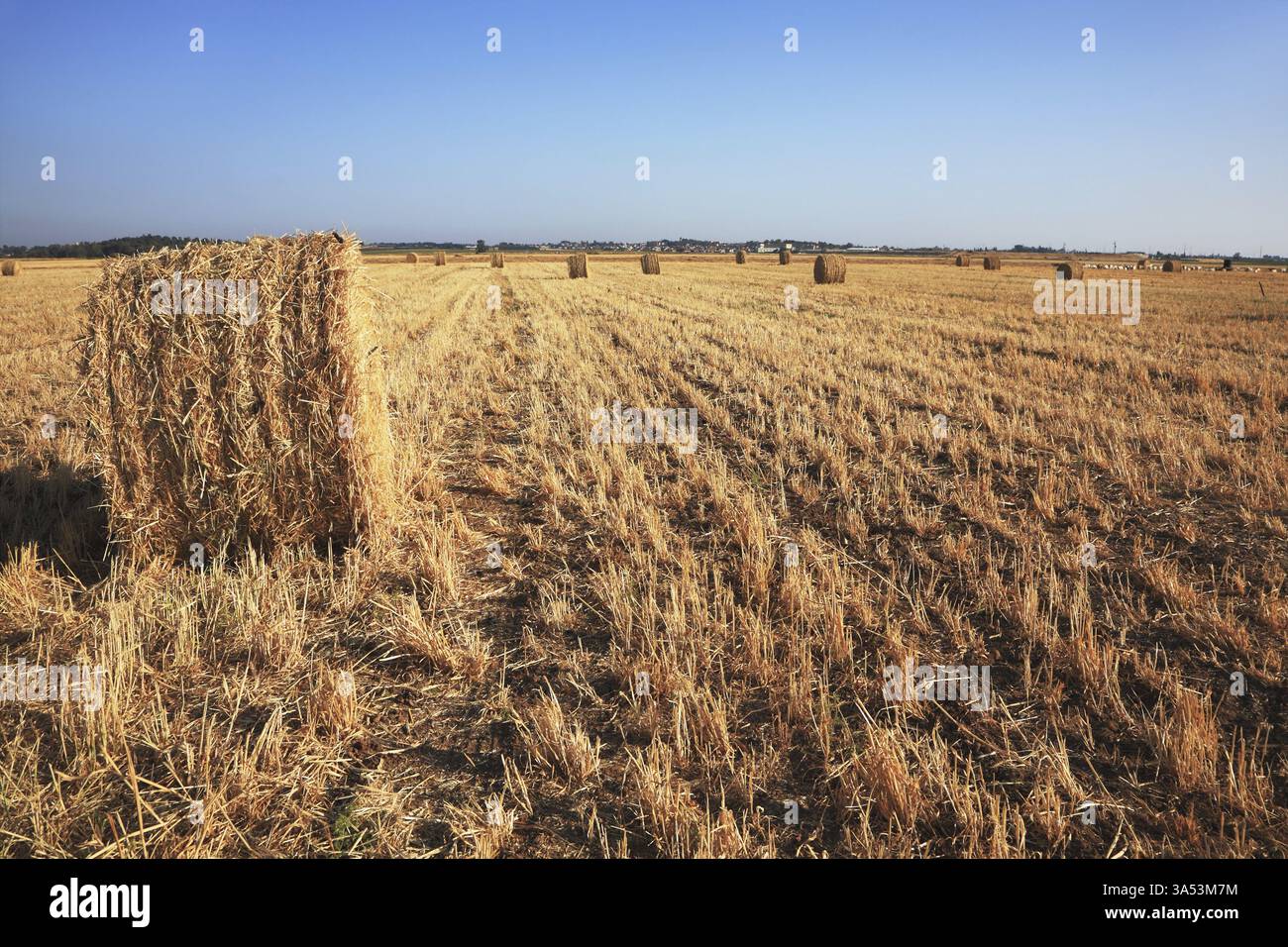 Stacks of collected wheat. The big yellow field after harvesting ...