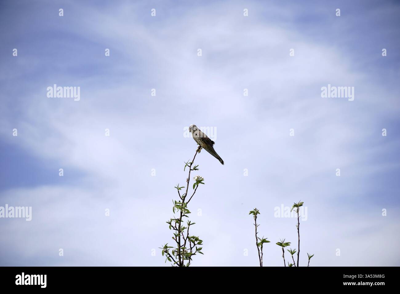 The side view of a resting falcon on a branch Stock Photo - Alamy