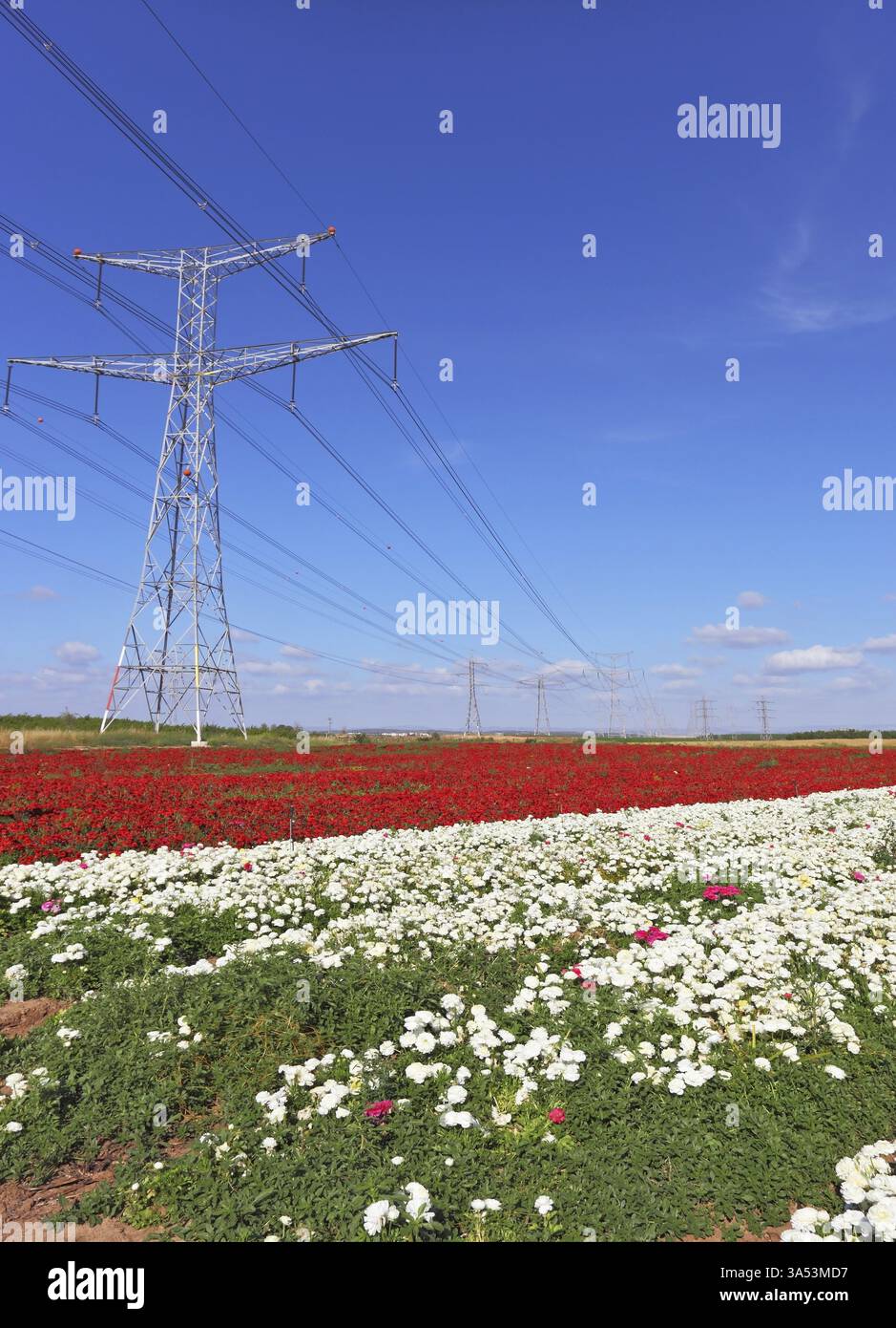 Magic spring. Huge fields with white buttercups. Along fields huge electric mains are built ...