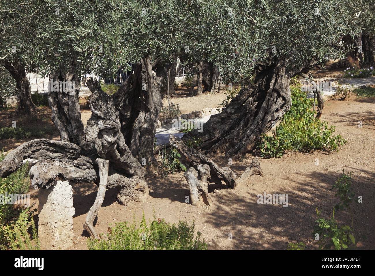 The great city of Jerusalem. Garden of Gethsemane.Thousand-year olive trees Stock Photo - Alamy