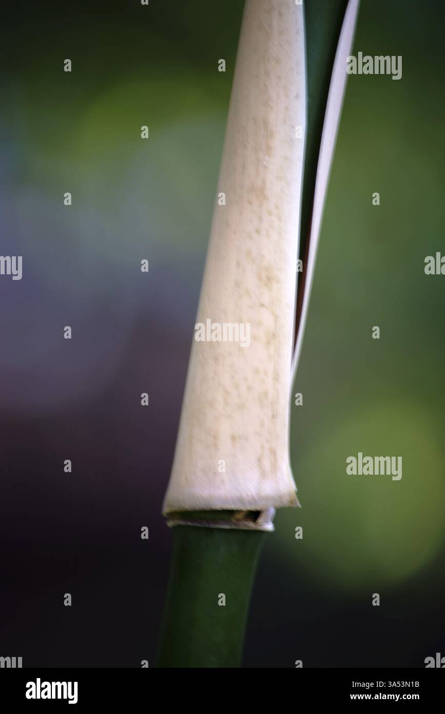 Close-up of a culm and bamboo cane of the Narihira bamboo ...