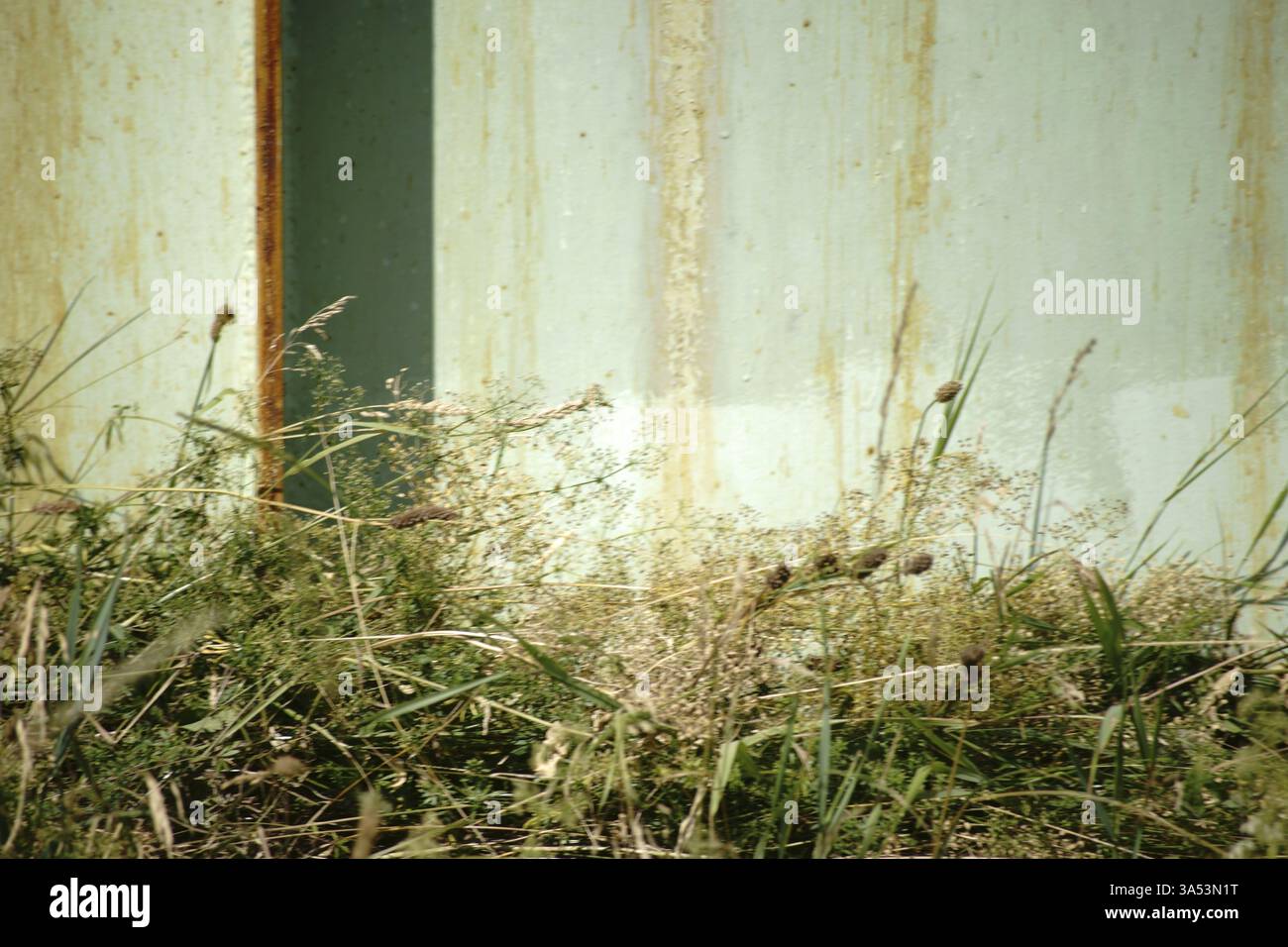 The side view of an old rusty metal container wall with grasses and ...