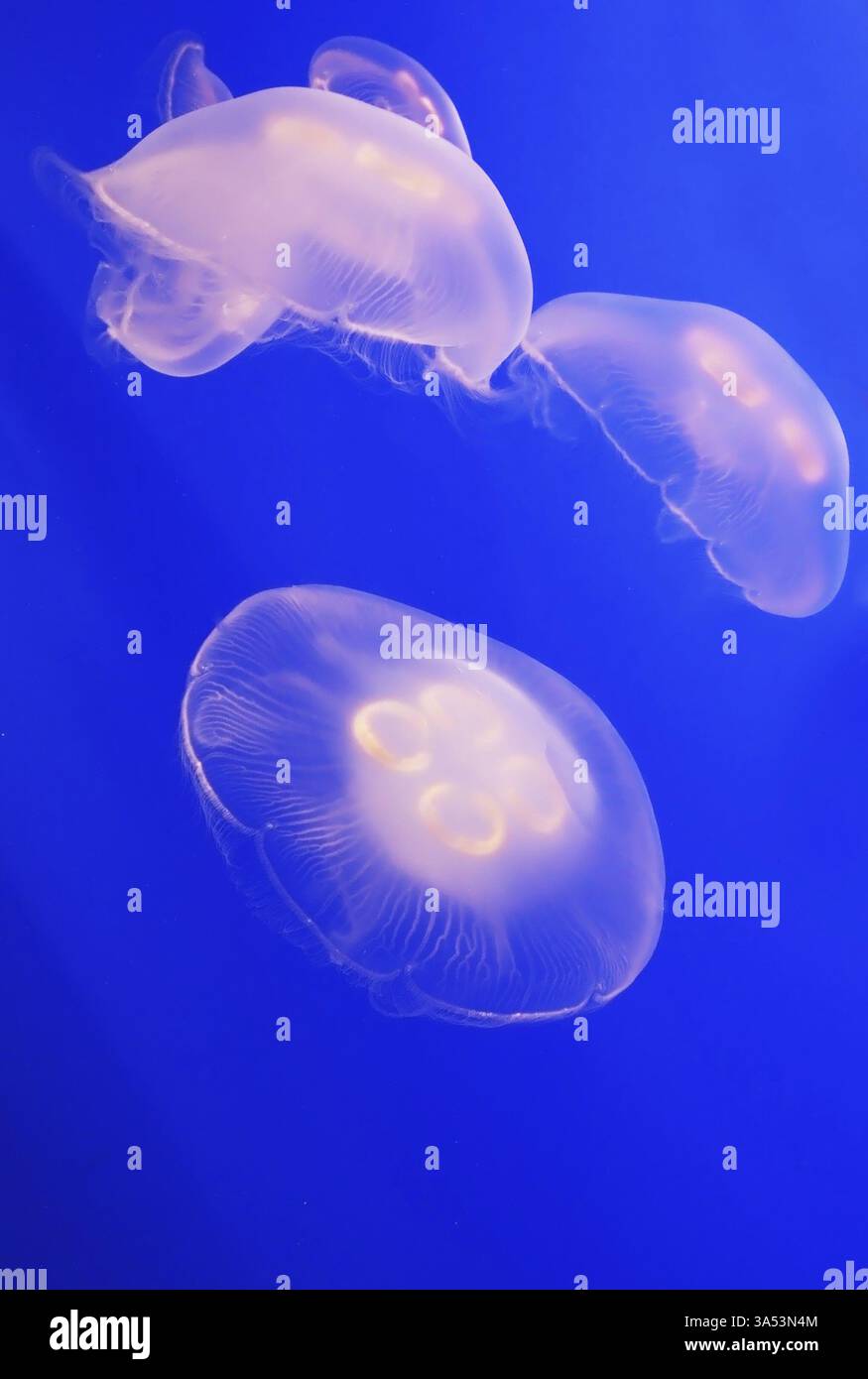 Three small white translucent jellyfish in bright blue water aquarium ...