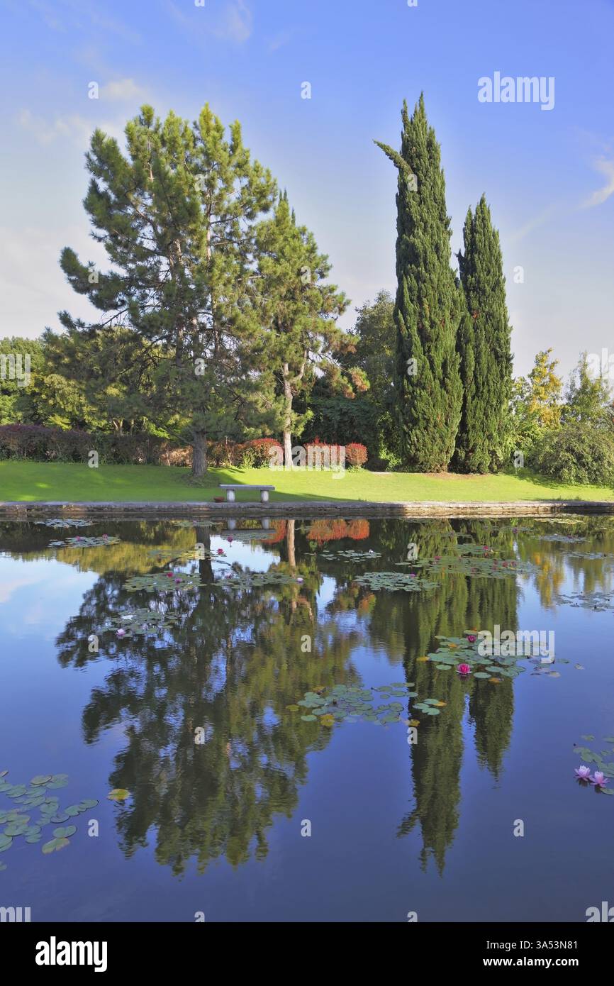 Smooth water of a pond reflects coastal cypresses and picturesque ...