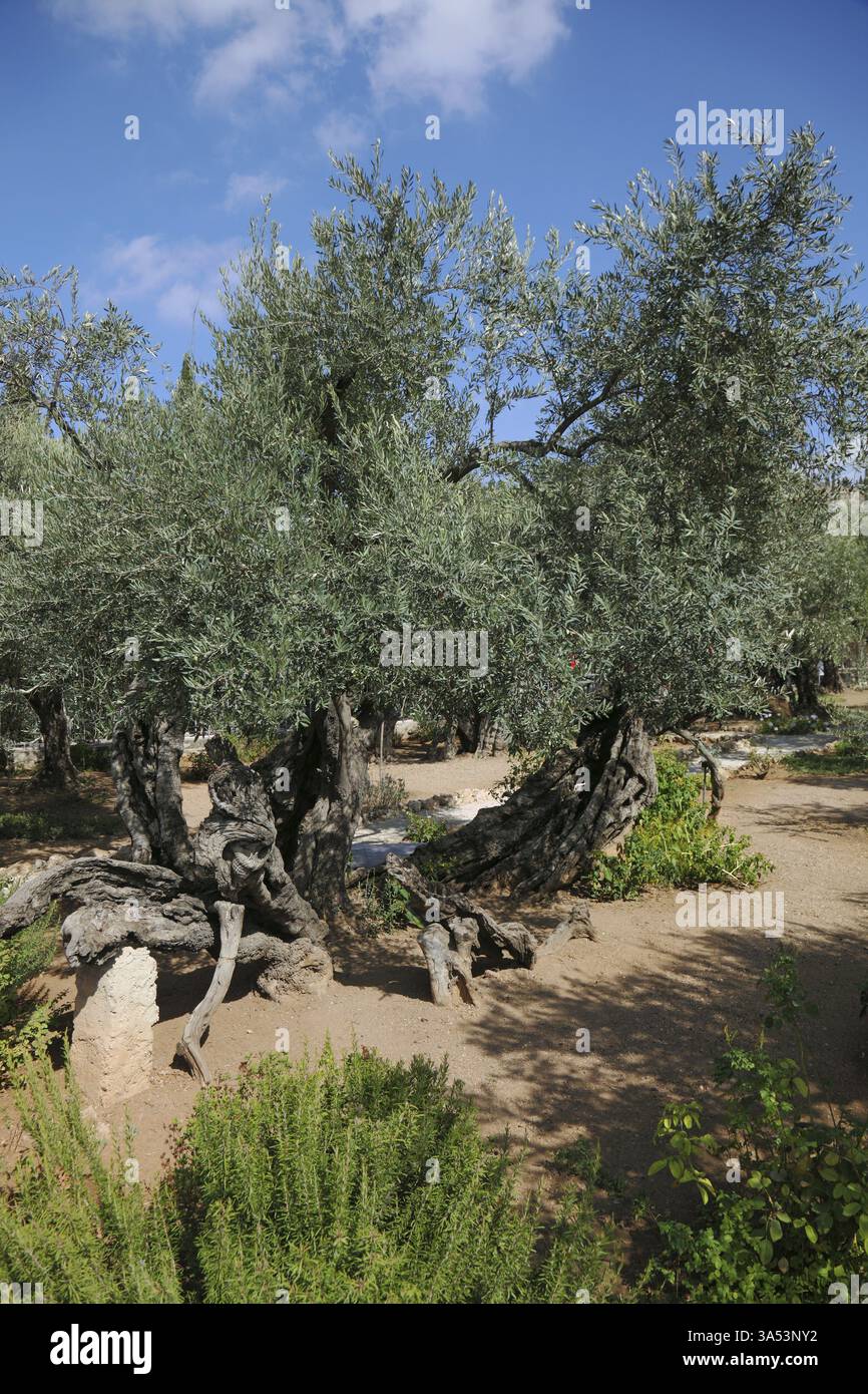 The great city of Jerusalem. Garden of Gethsemane.Thousand-year olive ...