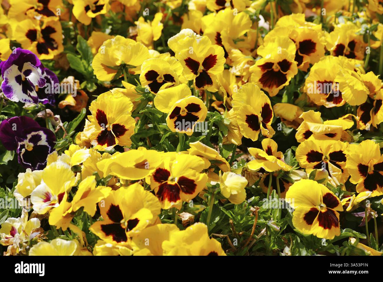Charming field flowers pansies on the dim background Stock Photo - Alamy