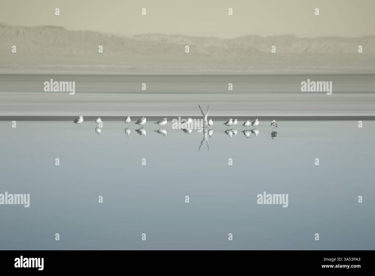 The breeding colony of flocks of birds at the Salton Sea in California ...