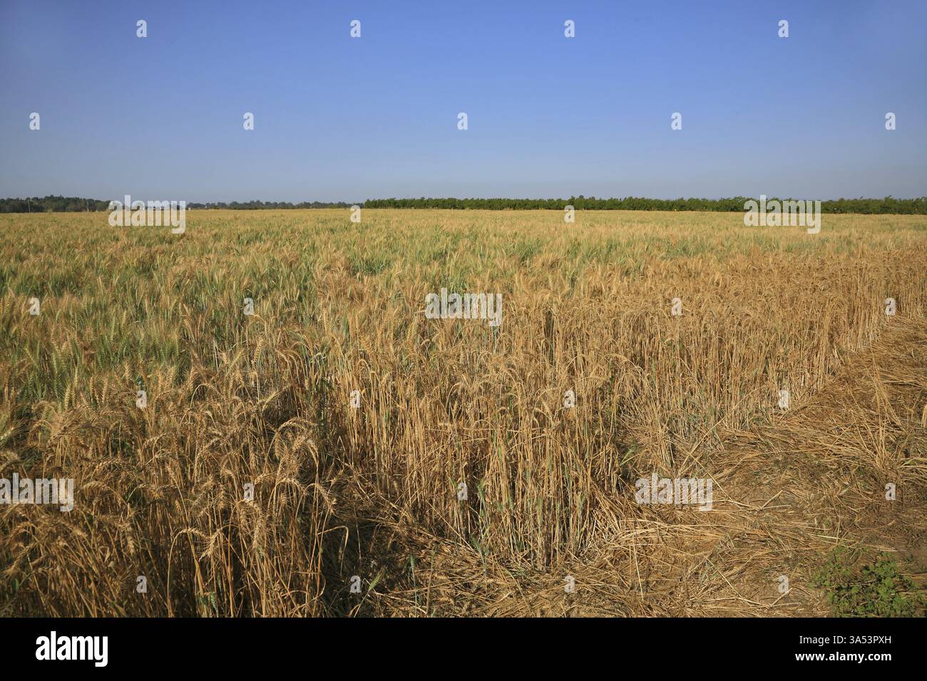 The big yellow field before harvesting. Israel, the first spring crop ...