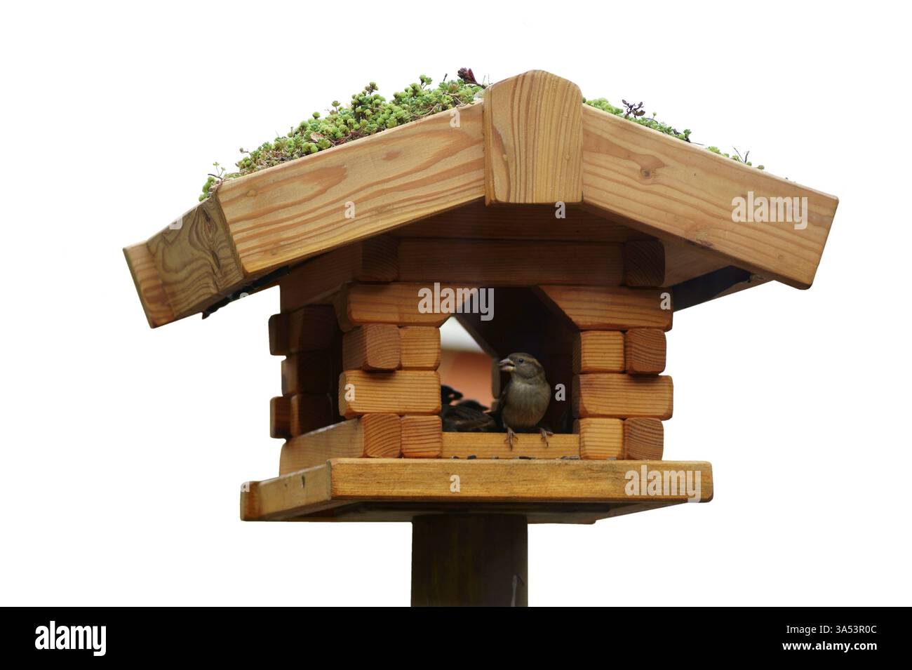 House sparrow conservation hi-res stock photography and images - Alamy
