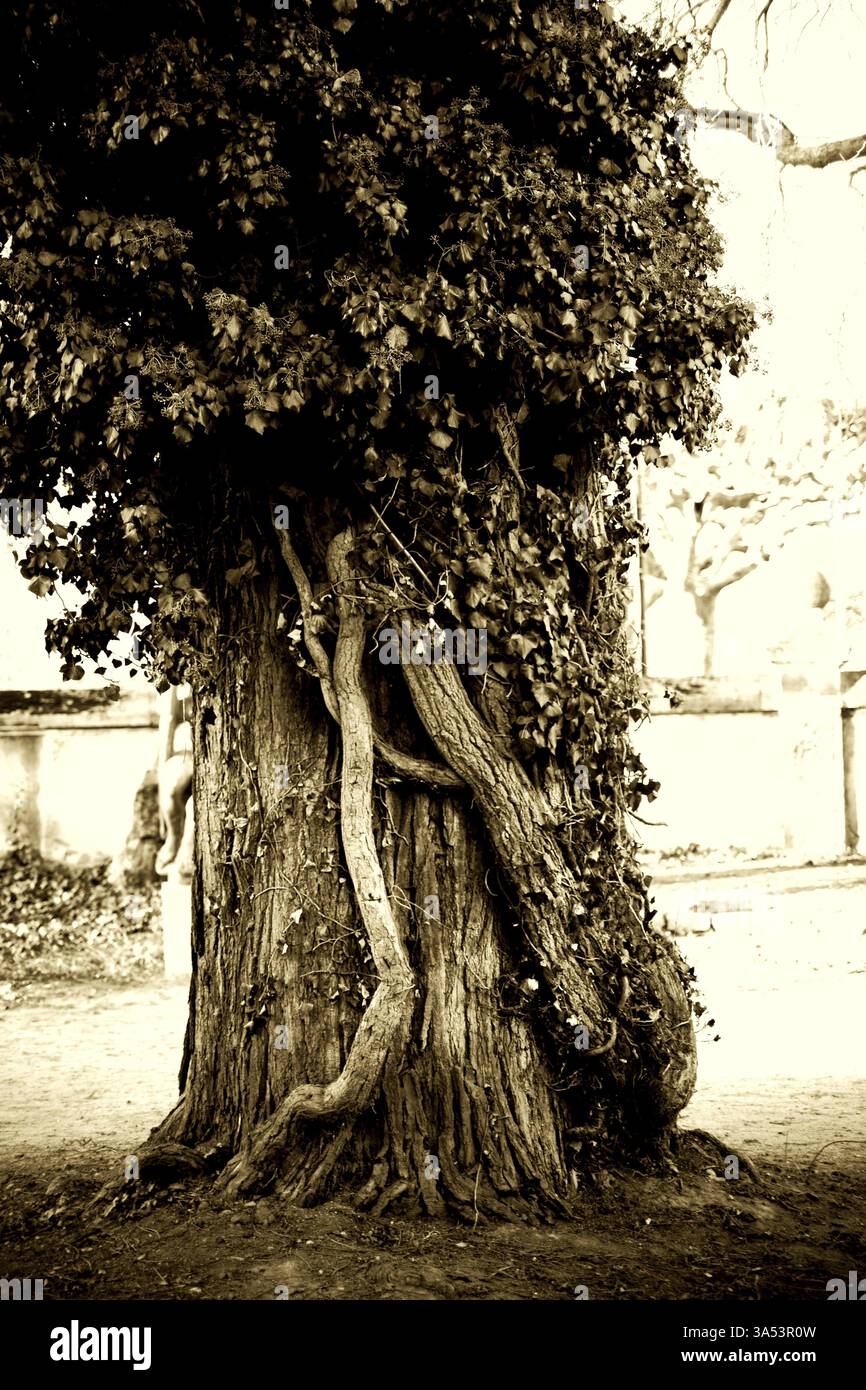 An old withered and gnarled tree entwined with climbing plants Stock ...