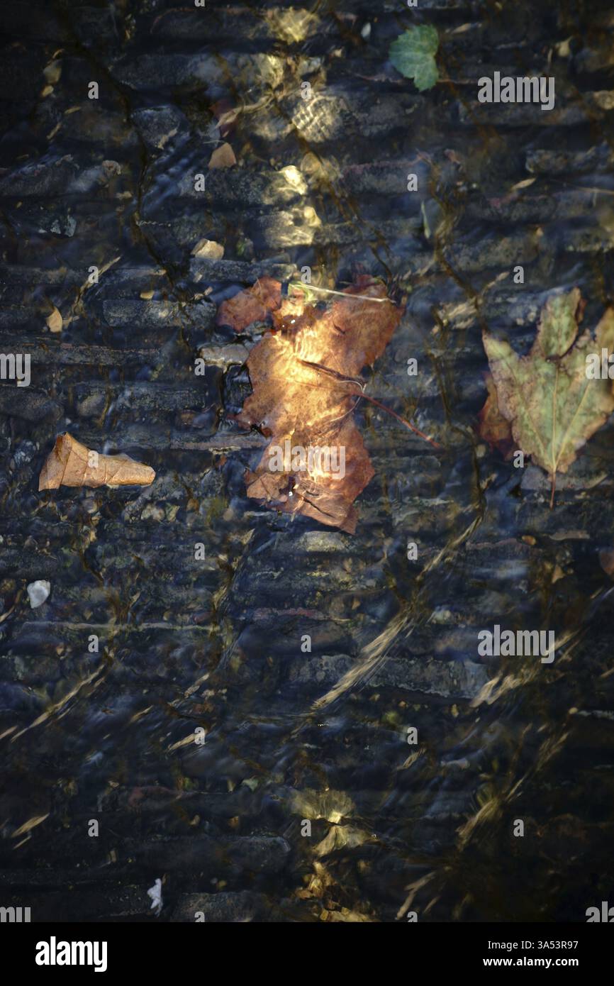 Autumn leaves float on a base of slate stones and are illuminated by a ...