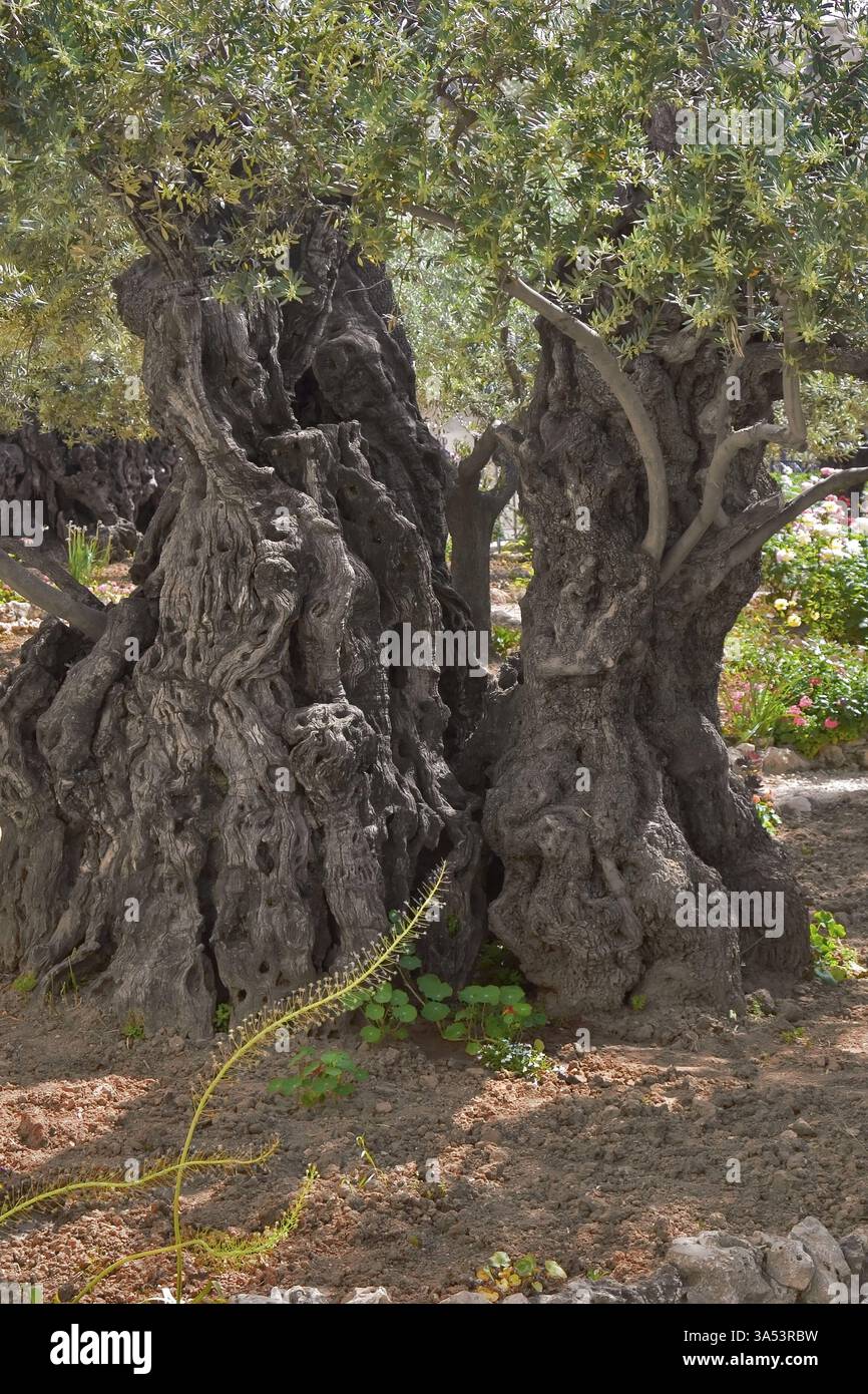The ancient tree split by a lightning, in Gethsemane Garden in ...