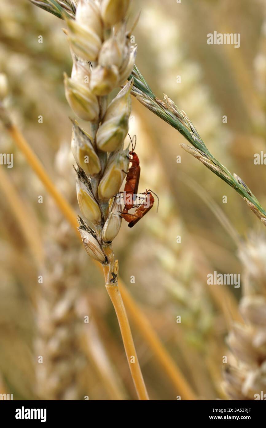 Common red soldier beetle Stock Photo - Alamy