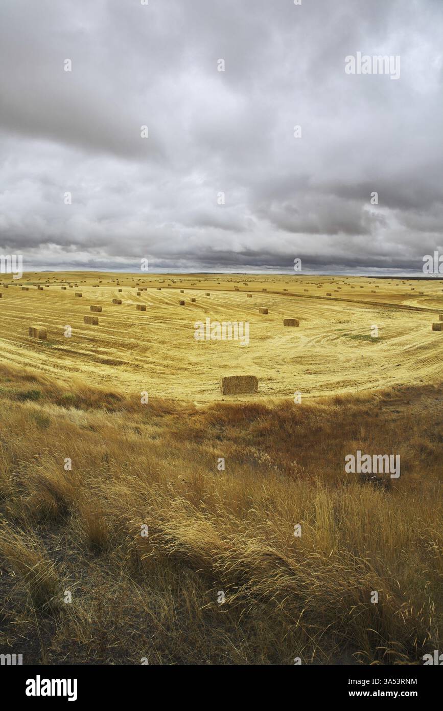 Huge field in state of Montana after a harvest. More magnificent ...