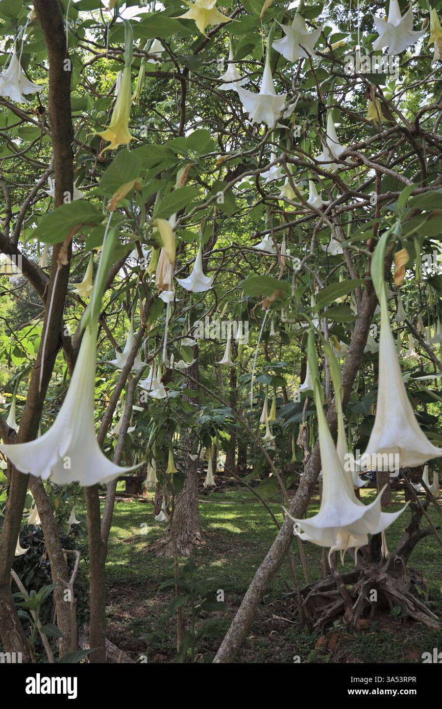 Exotic Tropical Park. Plants blooming in huge white bells Stock Photo ...
