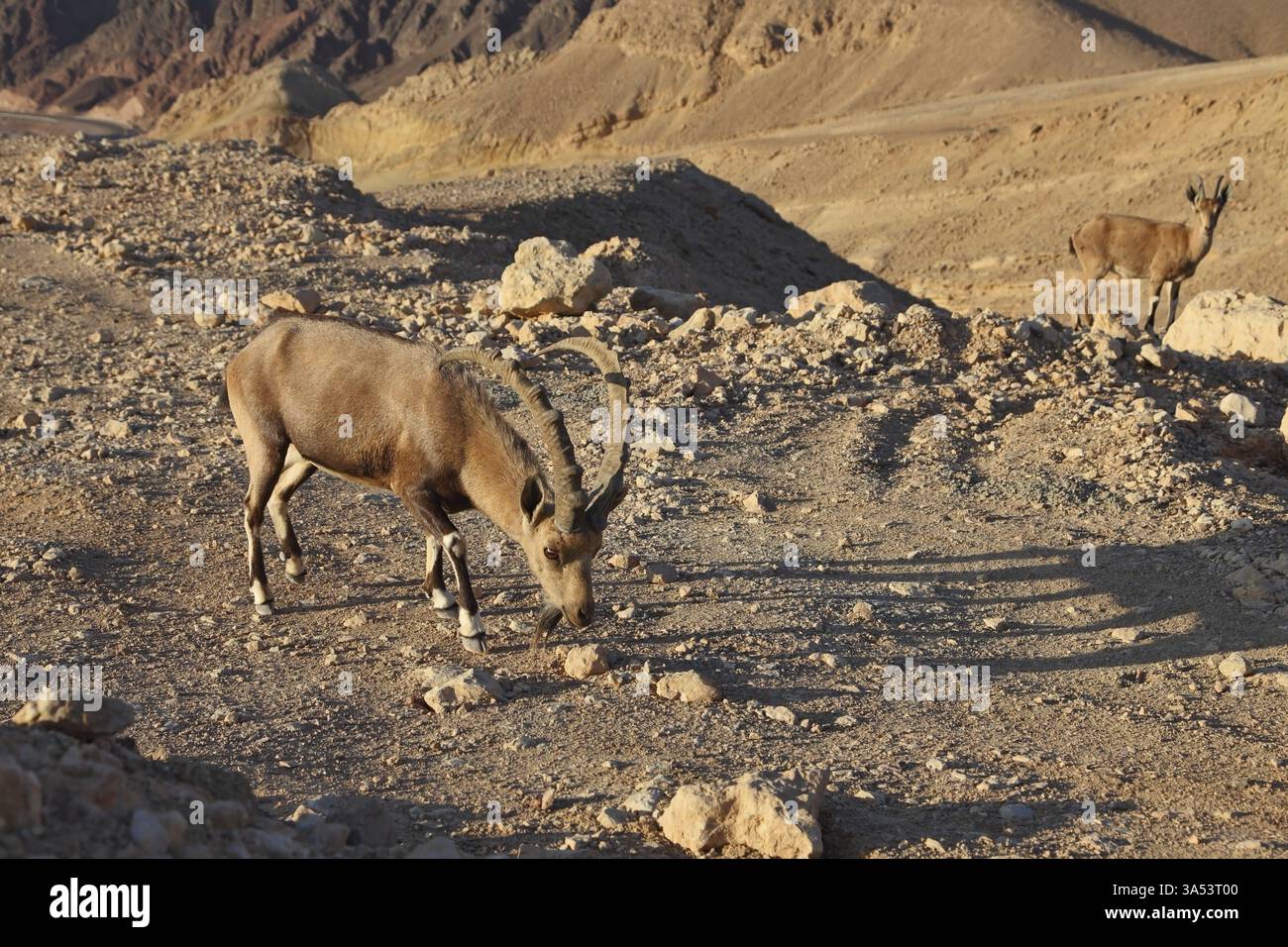 Family wild mountain goats in magnificent stone desert. Israel ...