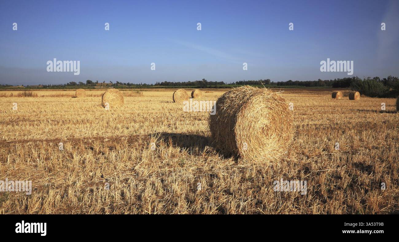 Field after harvesting. Stacks of collected wheat are left for drying ...