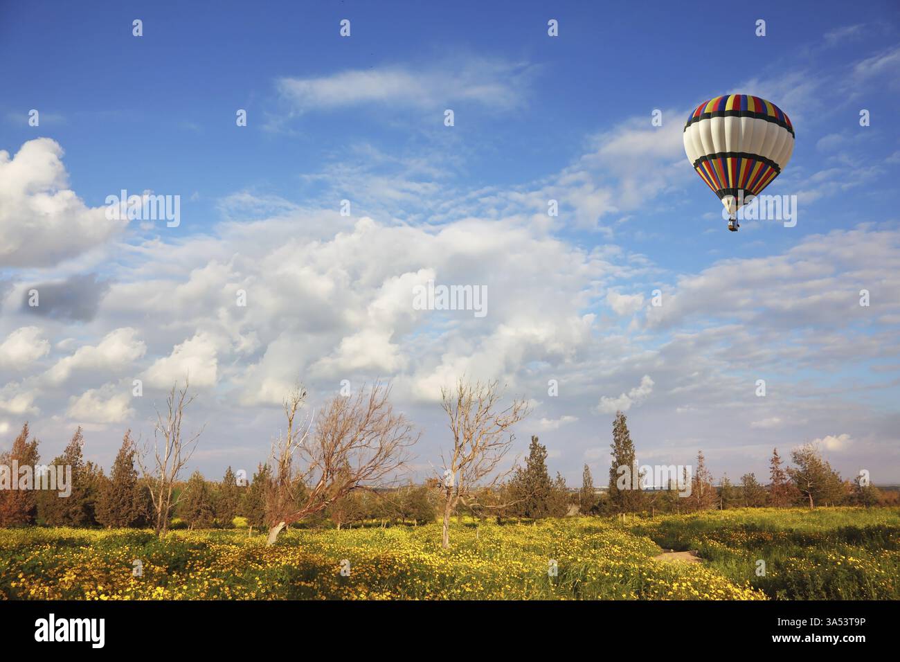 A huge balloon over the blossoming field. Scenic cumulus clouds. Sunset ...
