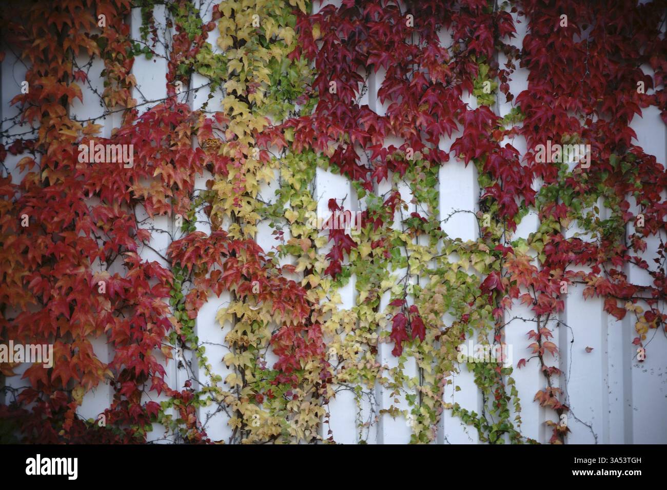 The tendrils and branches of a vine plant on a wall with red and green ...