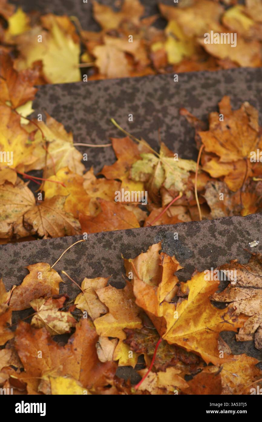 The close-up of autumn leaves lying on the steps Stock Photo - Alamy