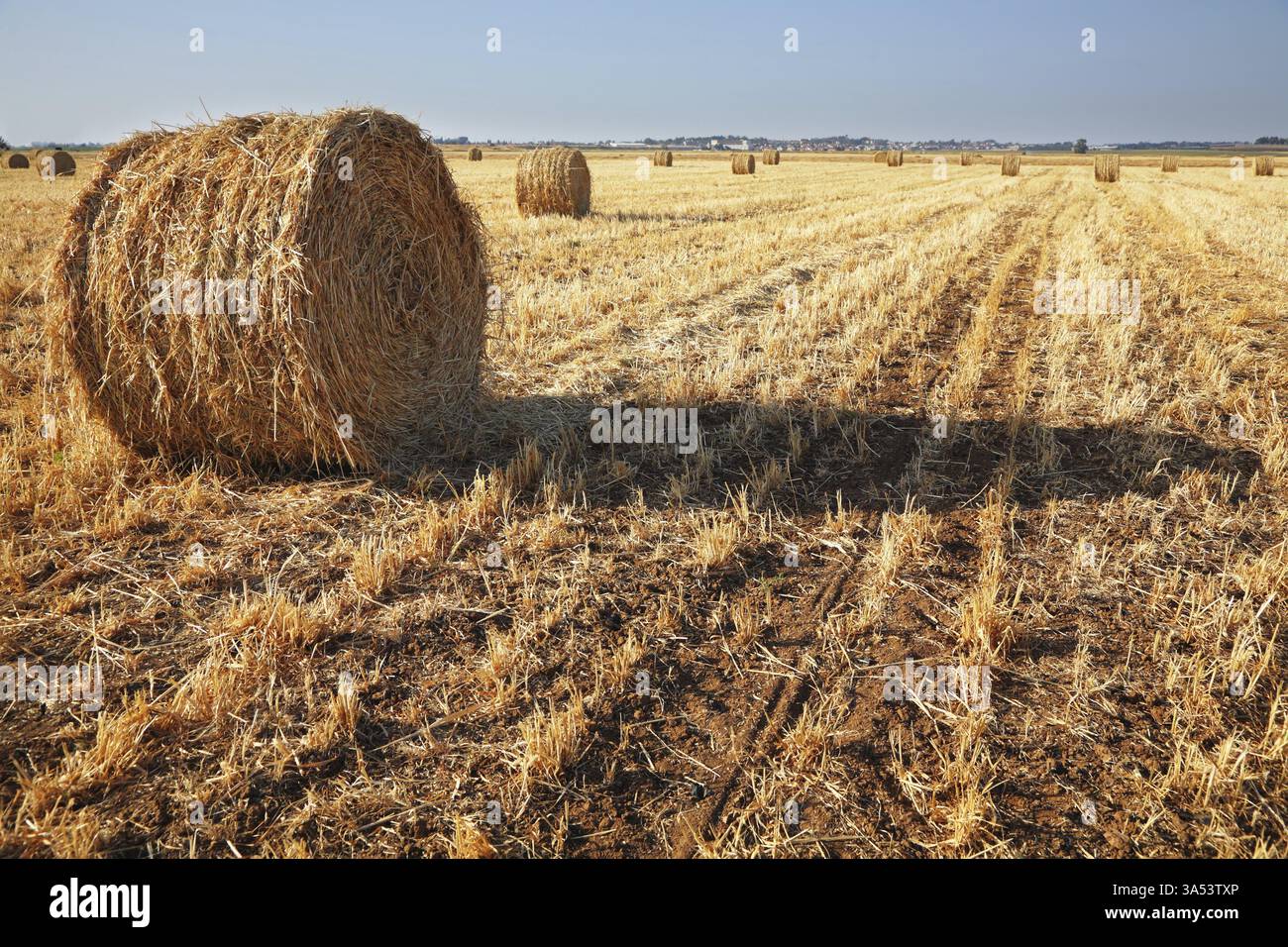 Field after harvesting. Stacks of collected wheat are left for drying ...