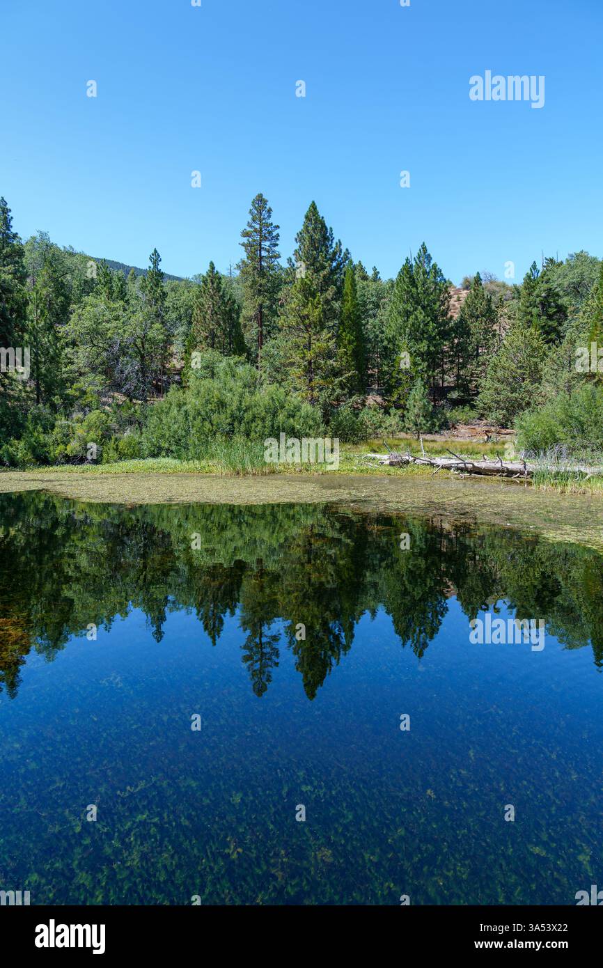 A calm lake of water reflects evergreen trees and a clear blue sky. The ...
