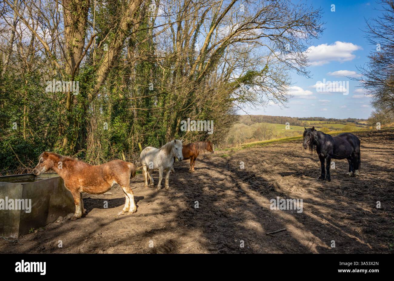 Ponies Grazing in a pasture field, in the Village of Chenies on the ...