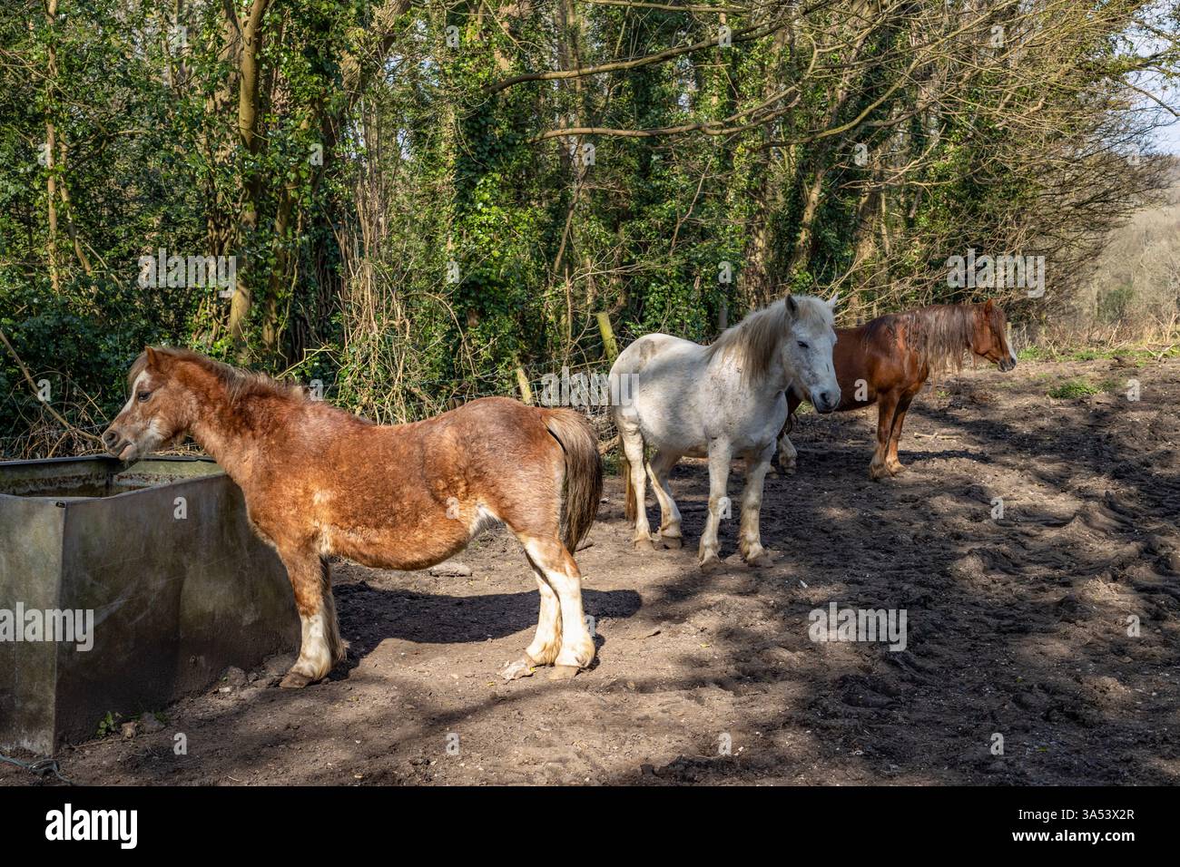 Ponies Grazing in a pasture field, in the Village of Chenies on the ...