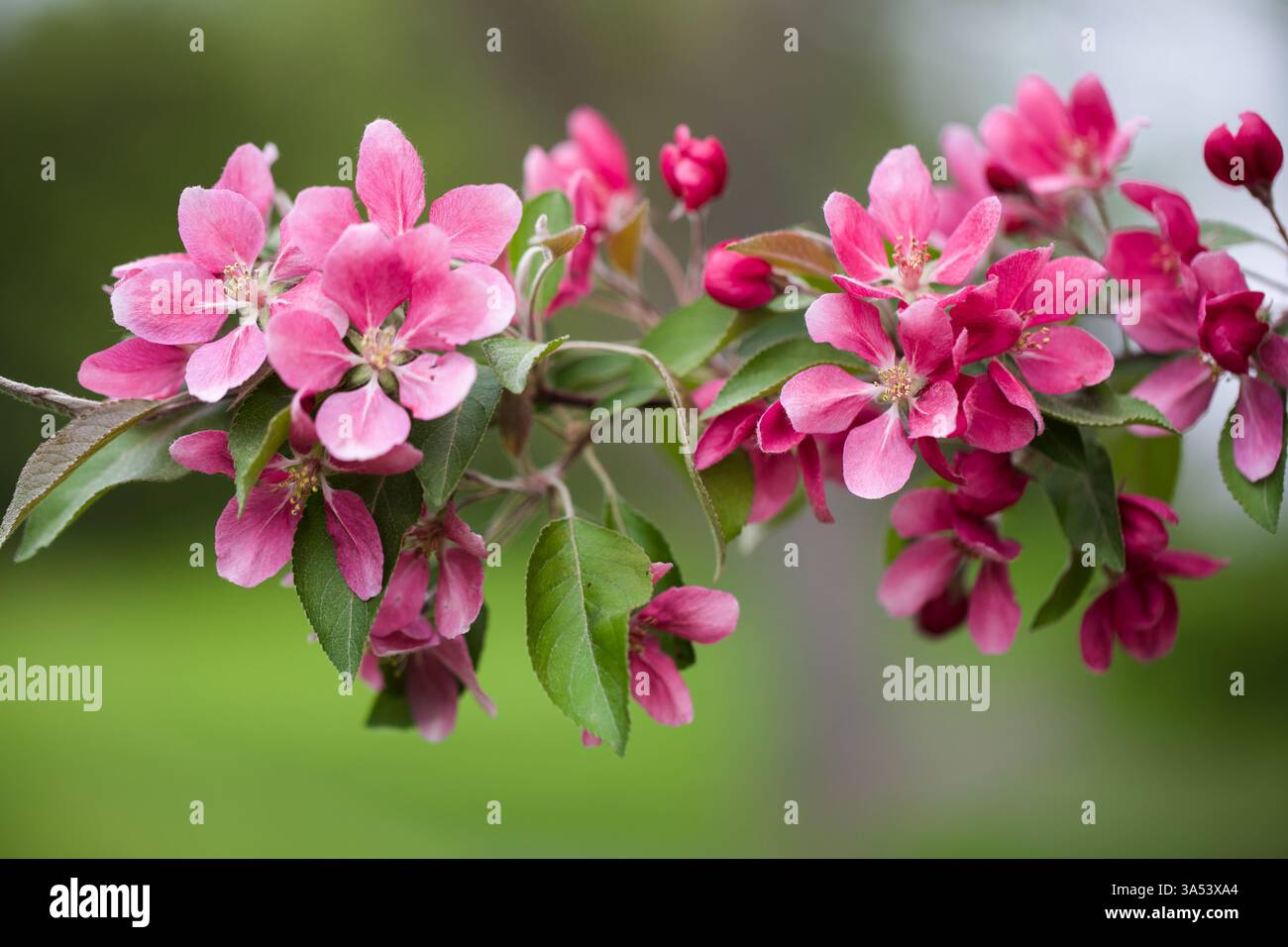 Delicate pink tree blossoms hi-res stock photography and images - Alamy