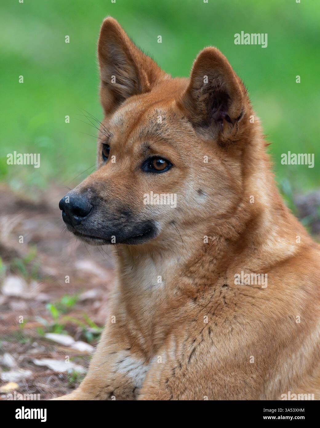 A young Australian male dingo in monochrome Stock Photo - Alamy