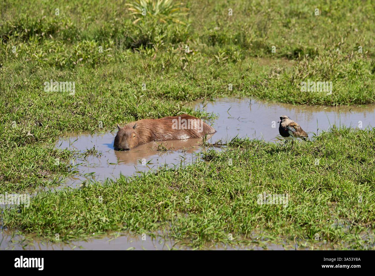 Capybara, hydrochoerus hydrochaeris, the largest living rodent, native ...