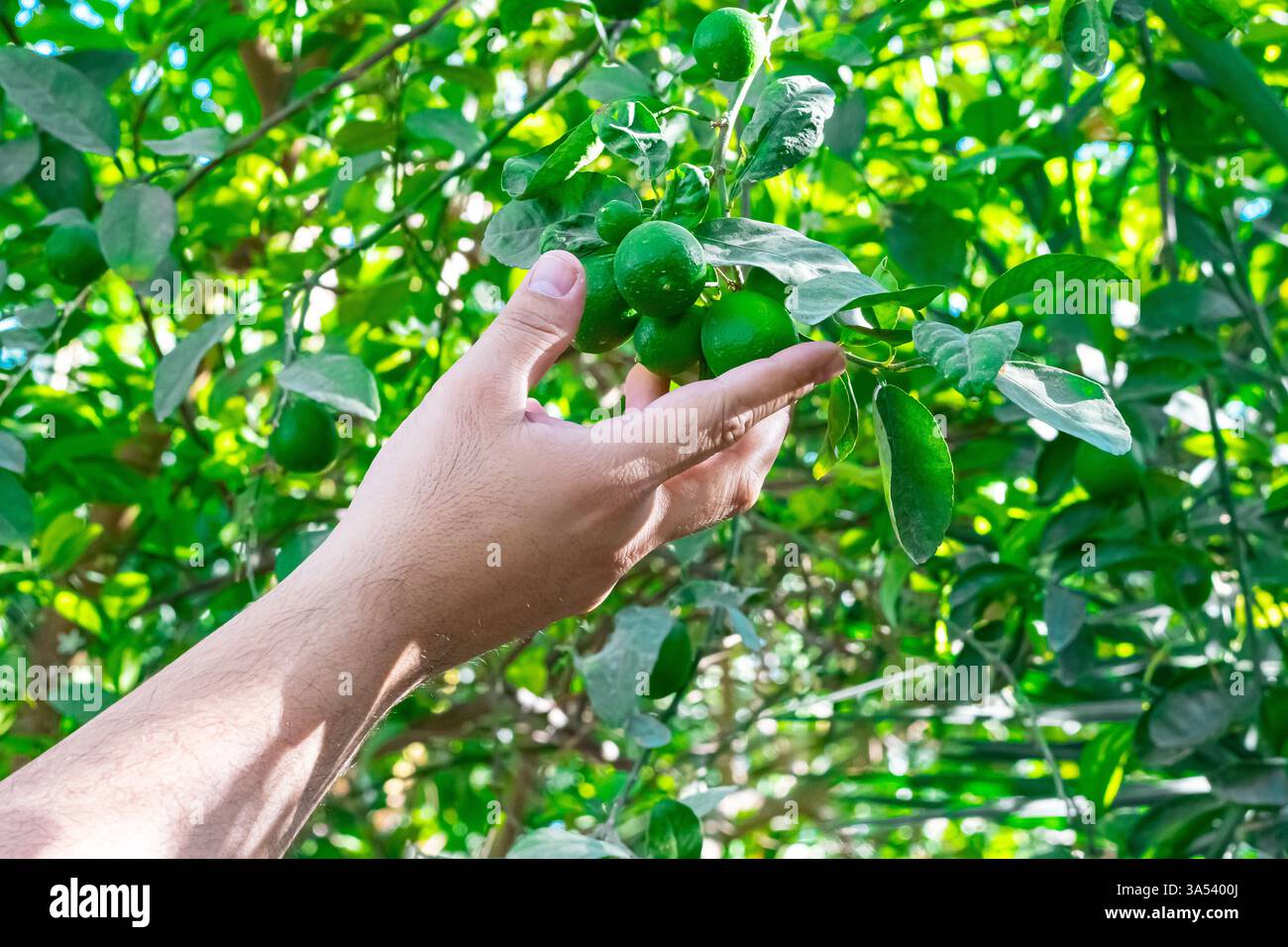 male hand touches fruits of lemon tree of genus Citrus of Rutaceae ...