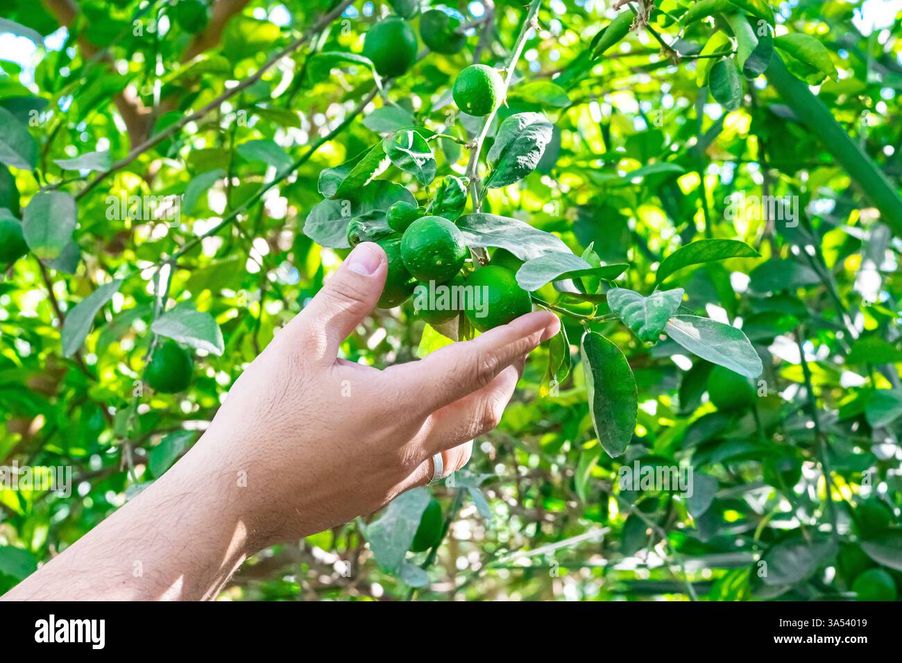 male hand touches fruits of lemon tree of genus Citrus of Rutaceae ...