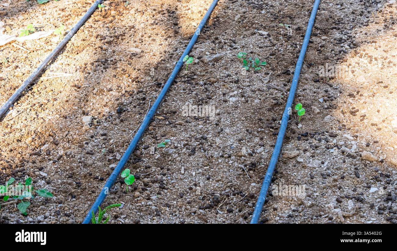 High drip irrigation hi-res stock photography and images - Alamy