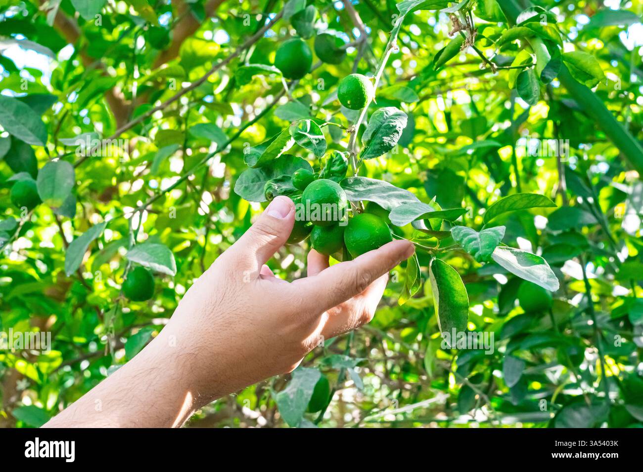 male hand touches fruits of lemon tree of genus Citrus of Rutaceae ...