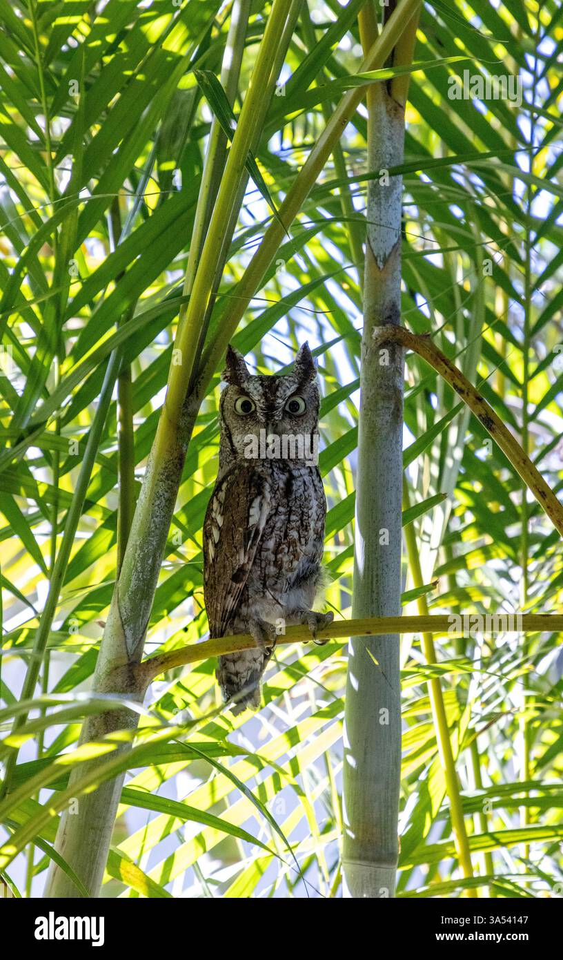 Alert eastern screech owl perches on areca palm fronds in Southwest ...