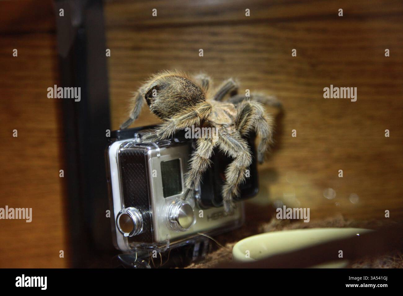 A tarantula spider climbing over a camera in an enclosure Stock Photo ...