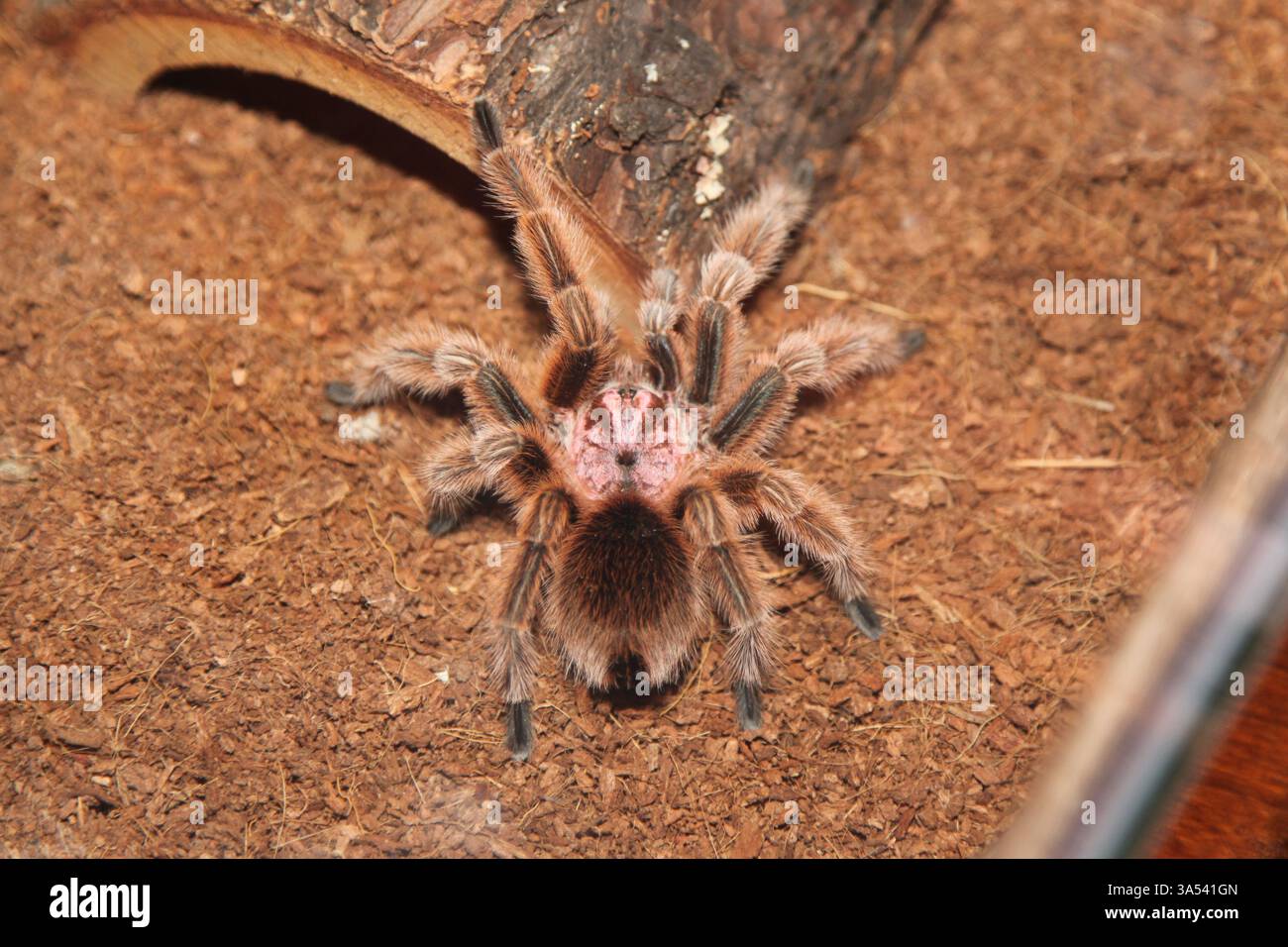 A Tarantula Spider in an Enclosure Stock Photo - Alamy