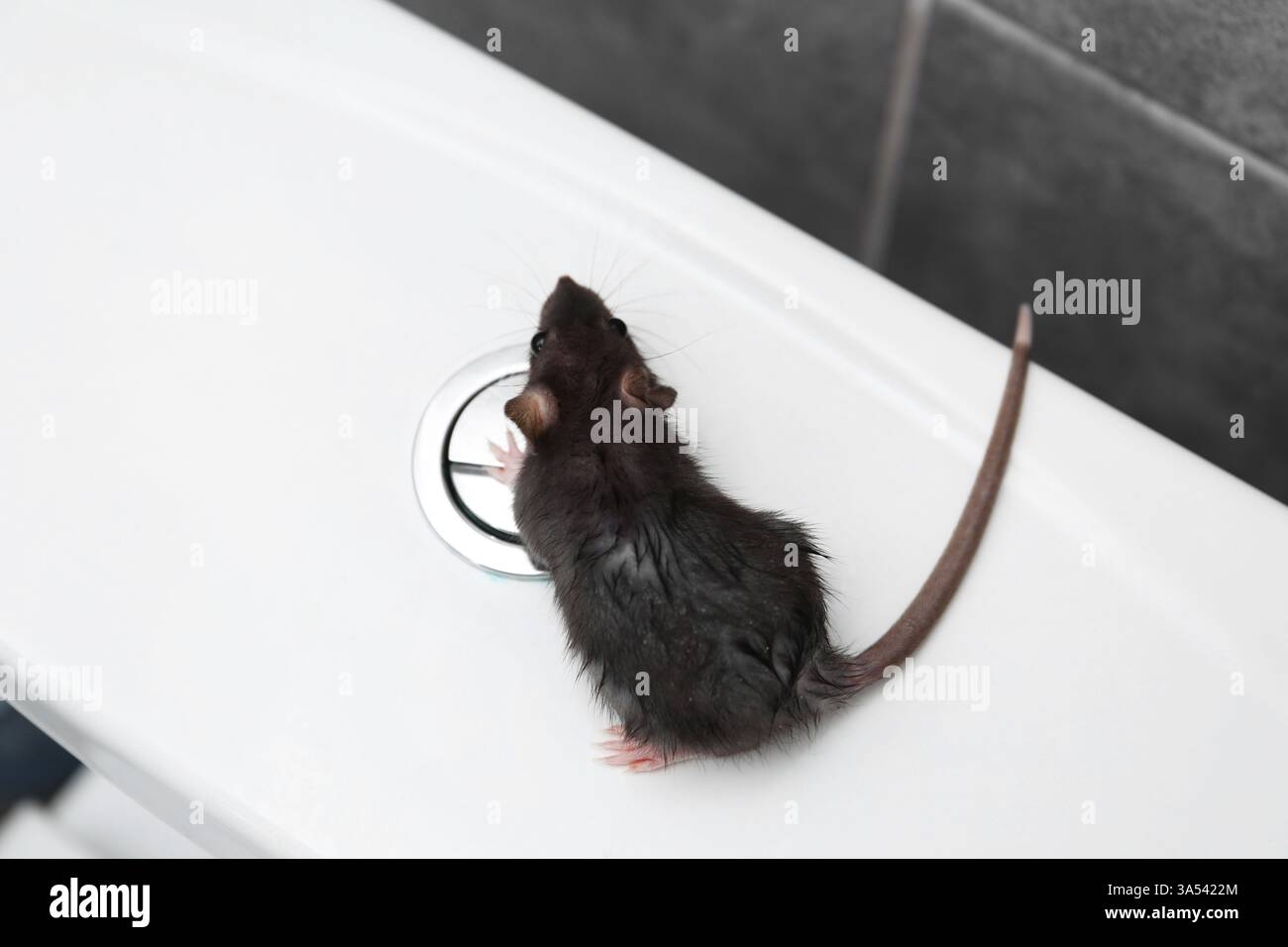 Rat on toilet bowl in bathroom, above view. Pest control Stock Photo ...