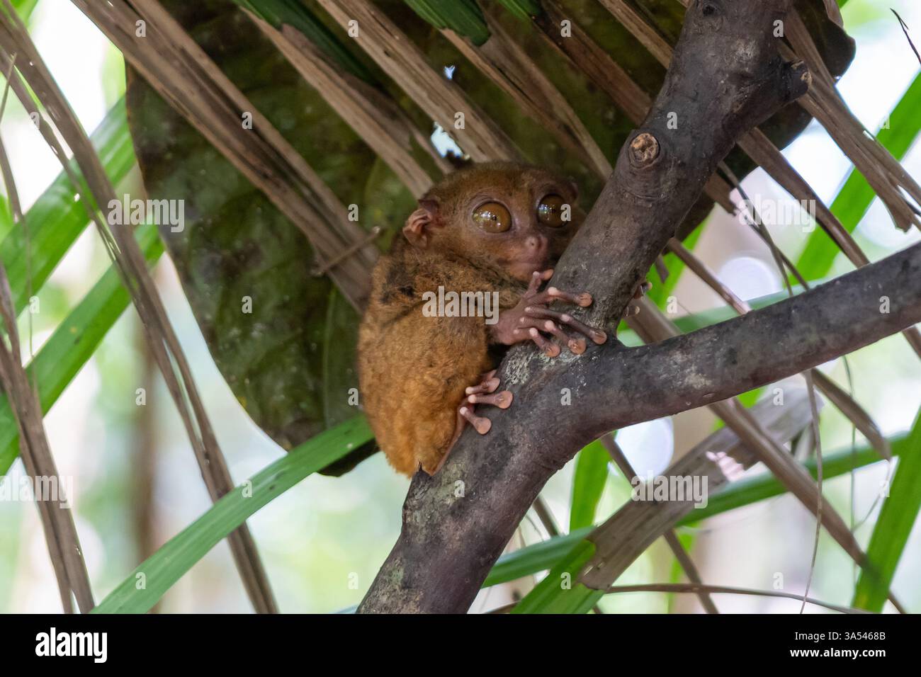 A Philippine tarsier (Carlito syrichta) on the tree at Philippine ...