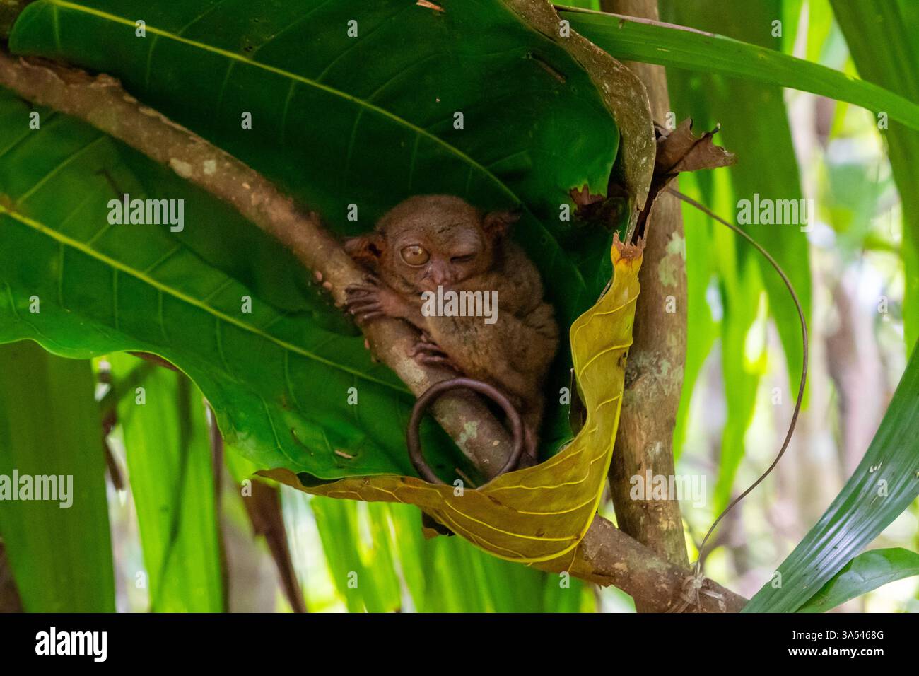 A Philippine tarsier (Carlito syrichta) on the tree with one eye open ...