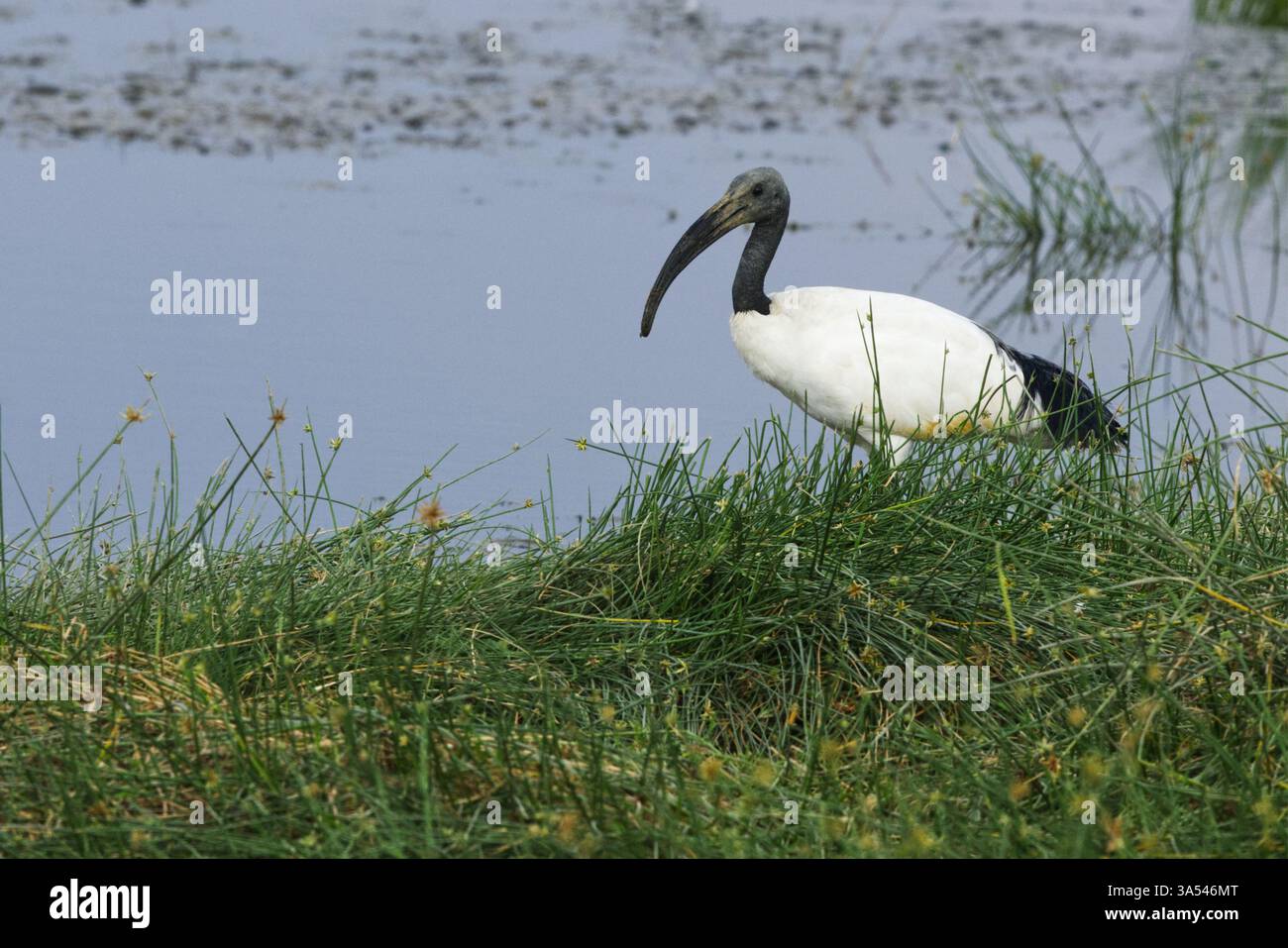 An African Sacred Ibis (Threskiornis aethiopicus) photographed in the ...