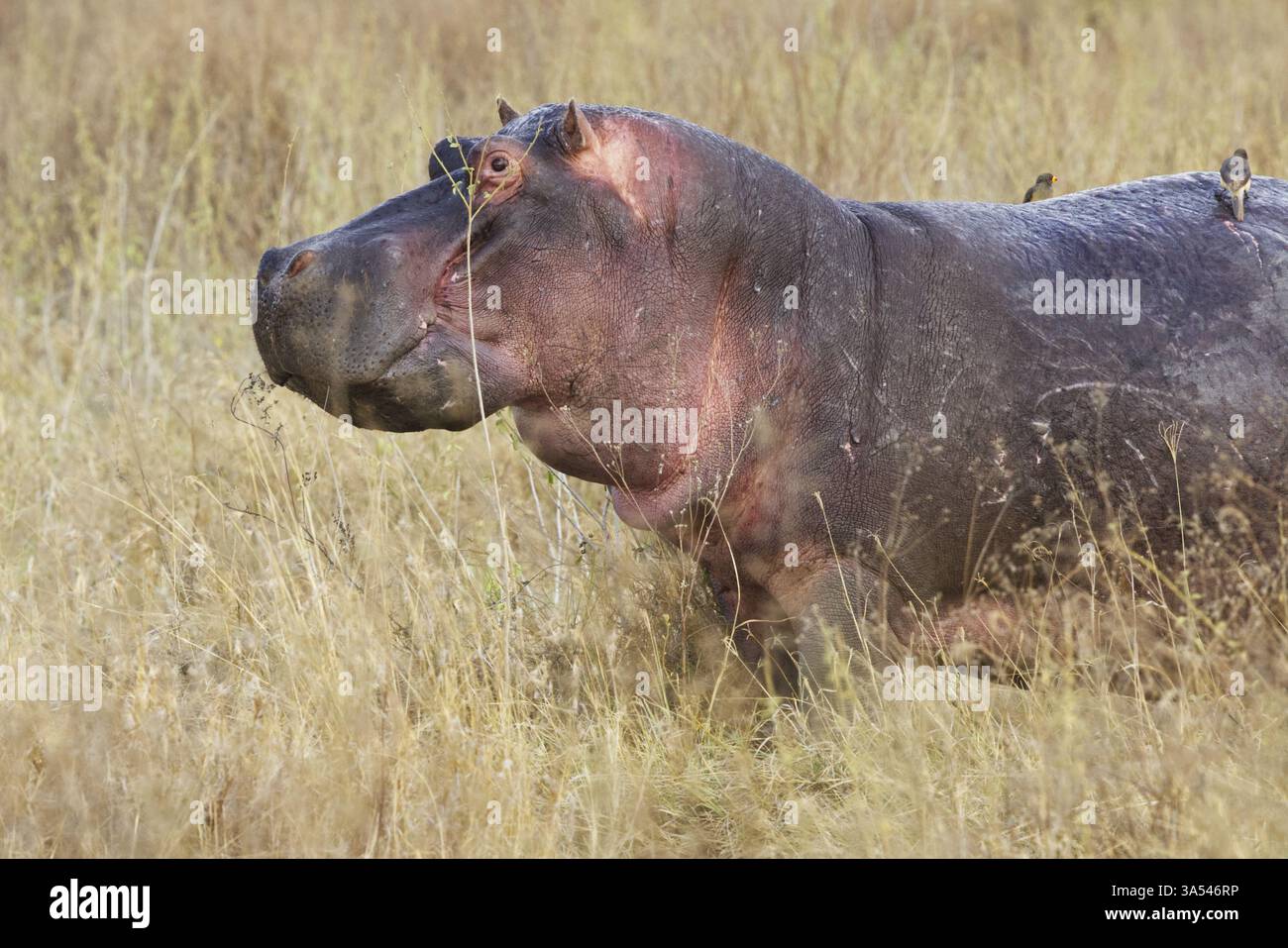 A Hippopotamus (Hippopotamus amphibius) walking through dry grassland ...